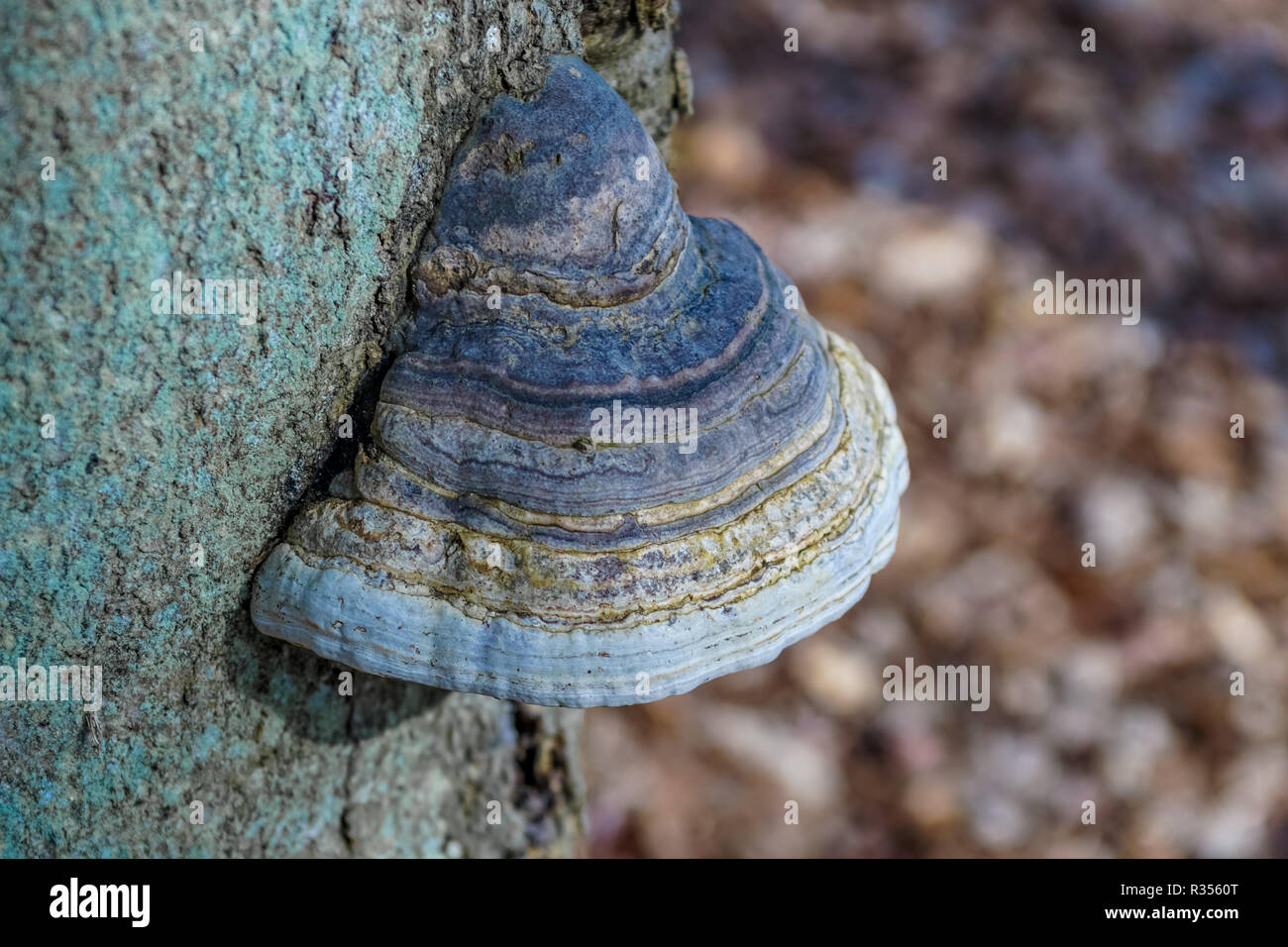 Bracket mushroom hi-res stock photography and images - Alamy