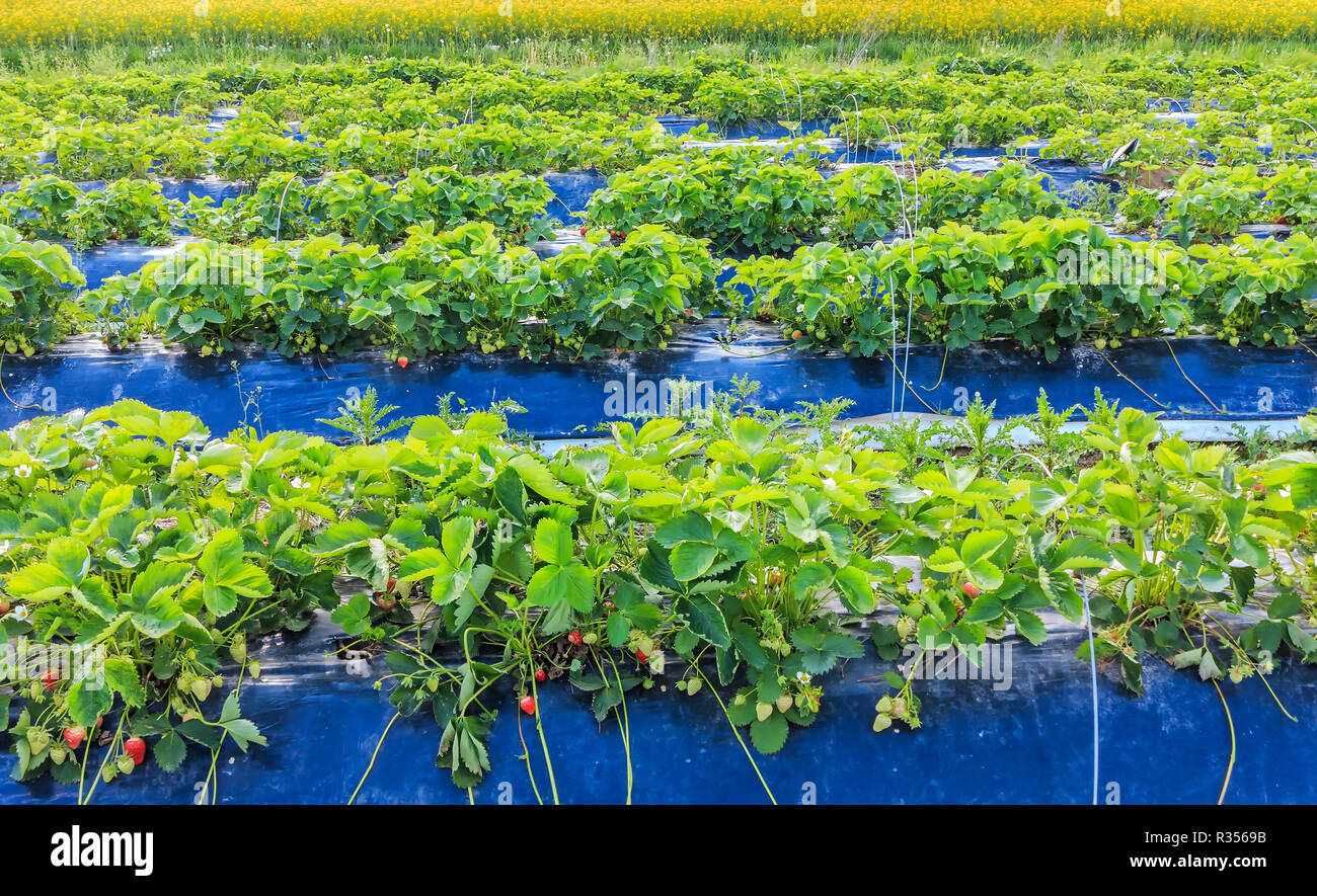strawberry cultivation in modern plantation Stock Photo - Alamy