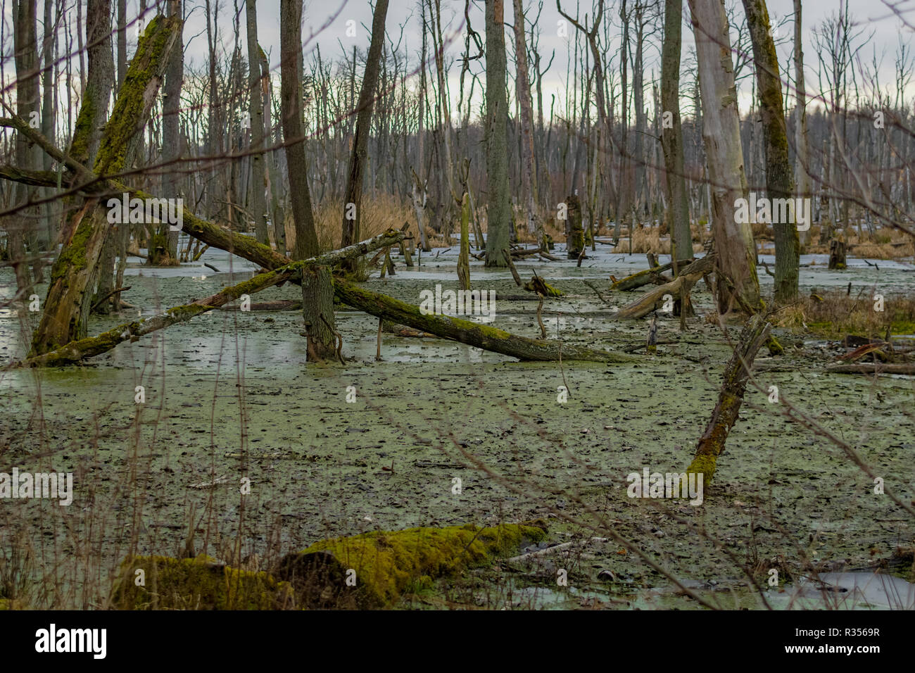 Dead swamp hi-res stock photography and images - Alamy