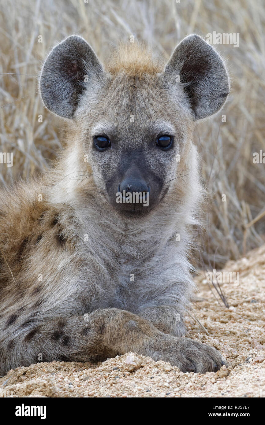 What does south africa look like hi-res stock photography and images ...