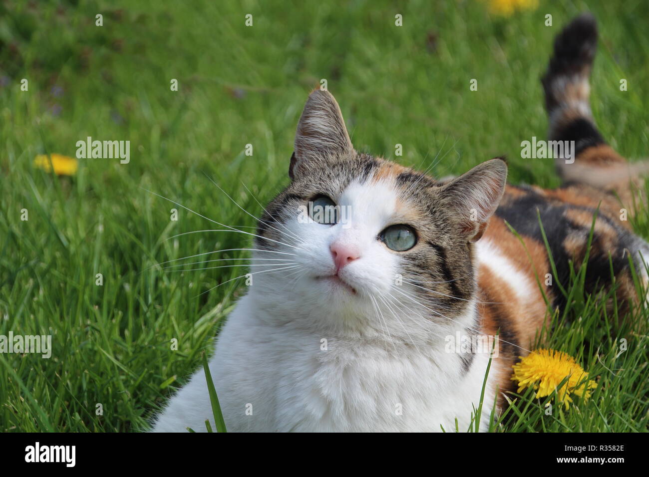 playing three colored cat Stock Photo - Alamy