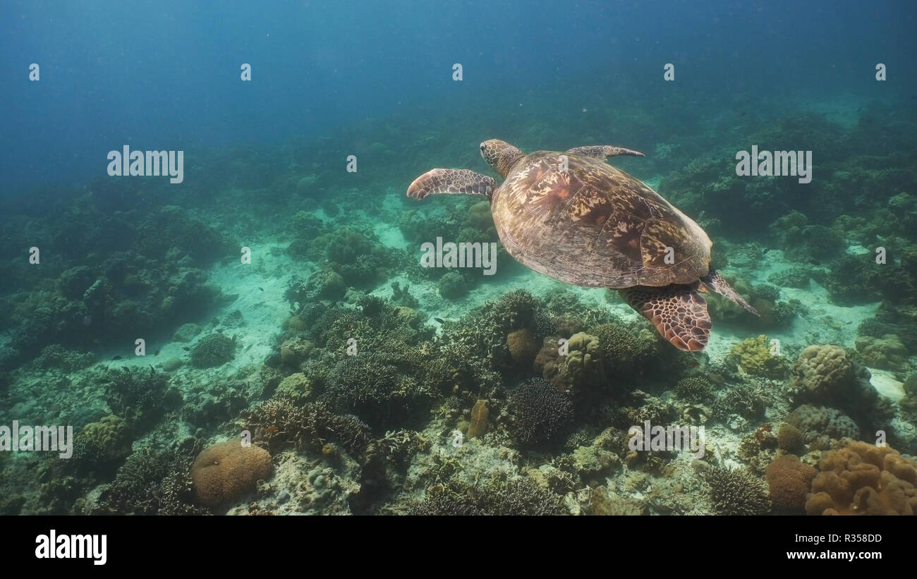 Sea turtle swimming underwater over corals. Sea turtle moves its ...