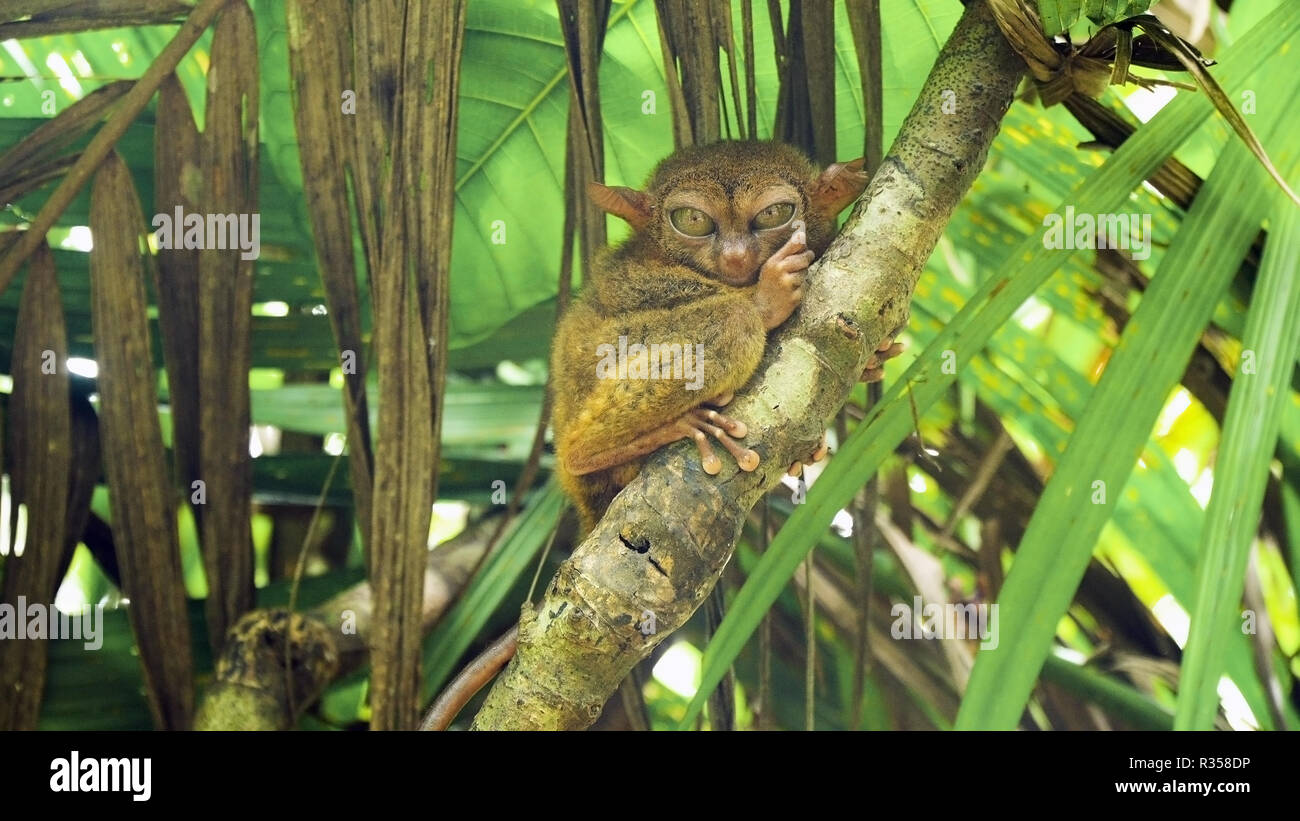 Tarsier on the tree. Tarsier sitting on a branch with green leaves, the ...