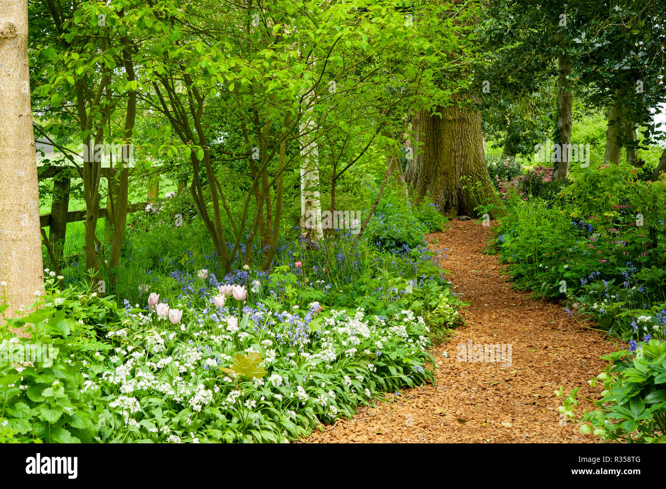 Woodland style path winding through trees, wooden fence and edges ...