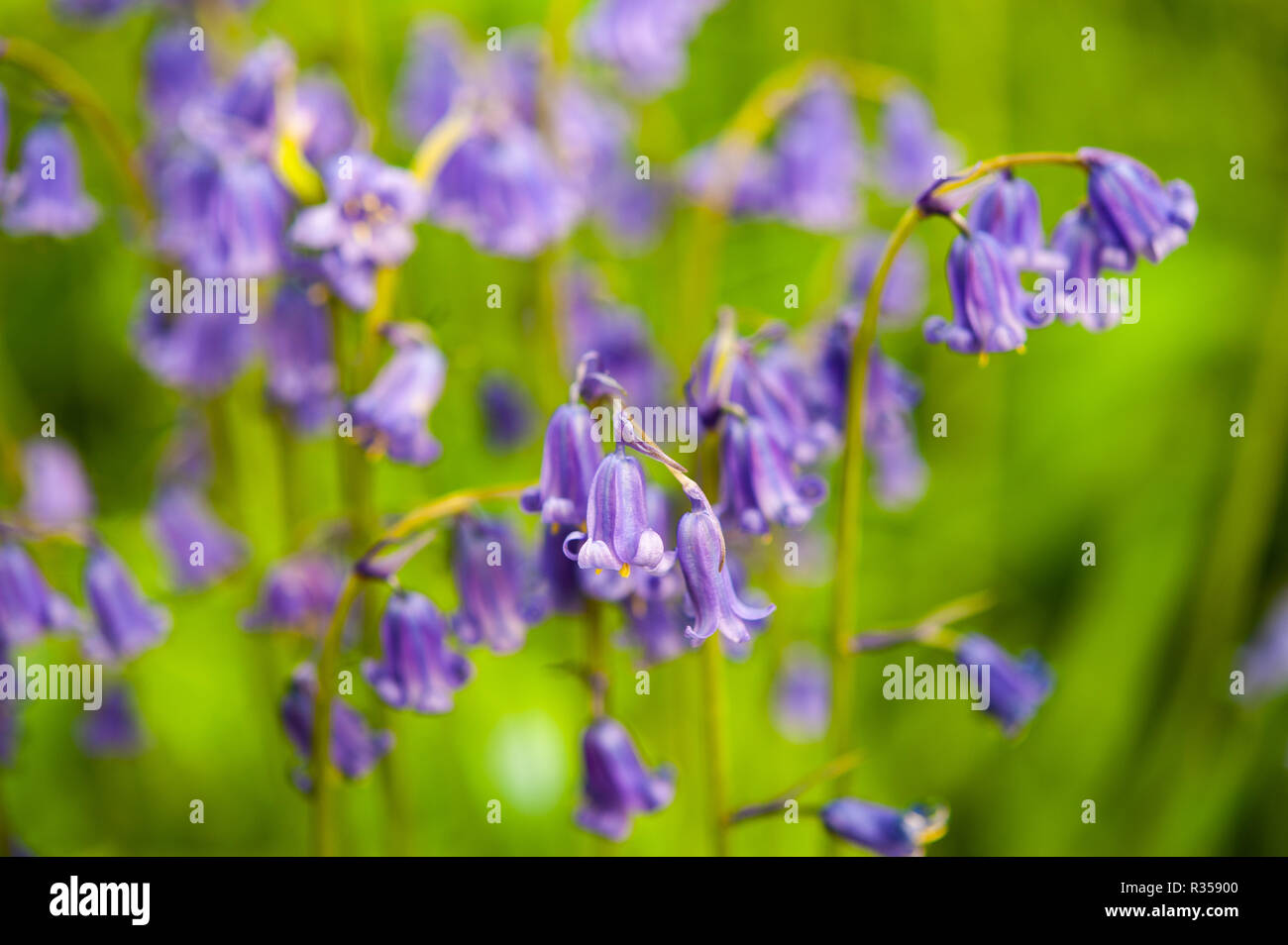 Curved stems hi-res stock photography and images - Alamy