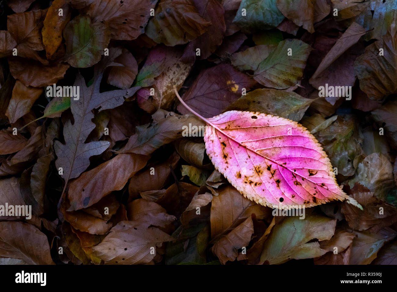 Stand out colours hi-res stock photography and images - Alamy