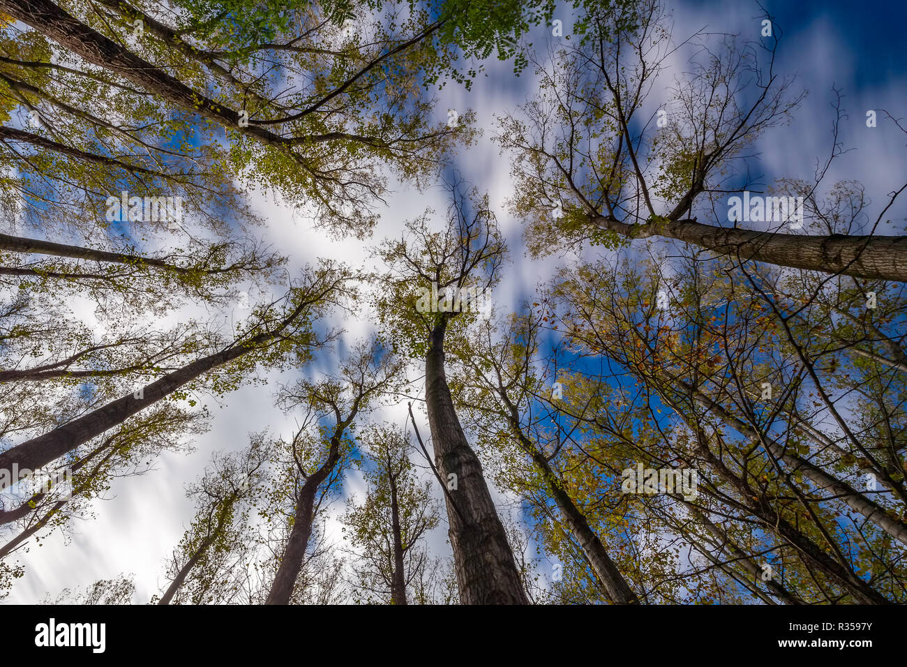 Poplar view hi-res stock photography and images - Alamy