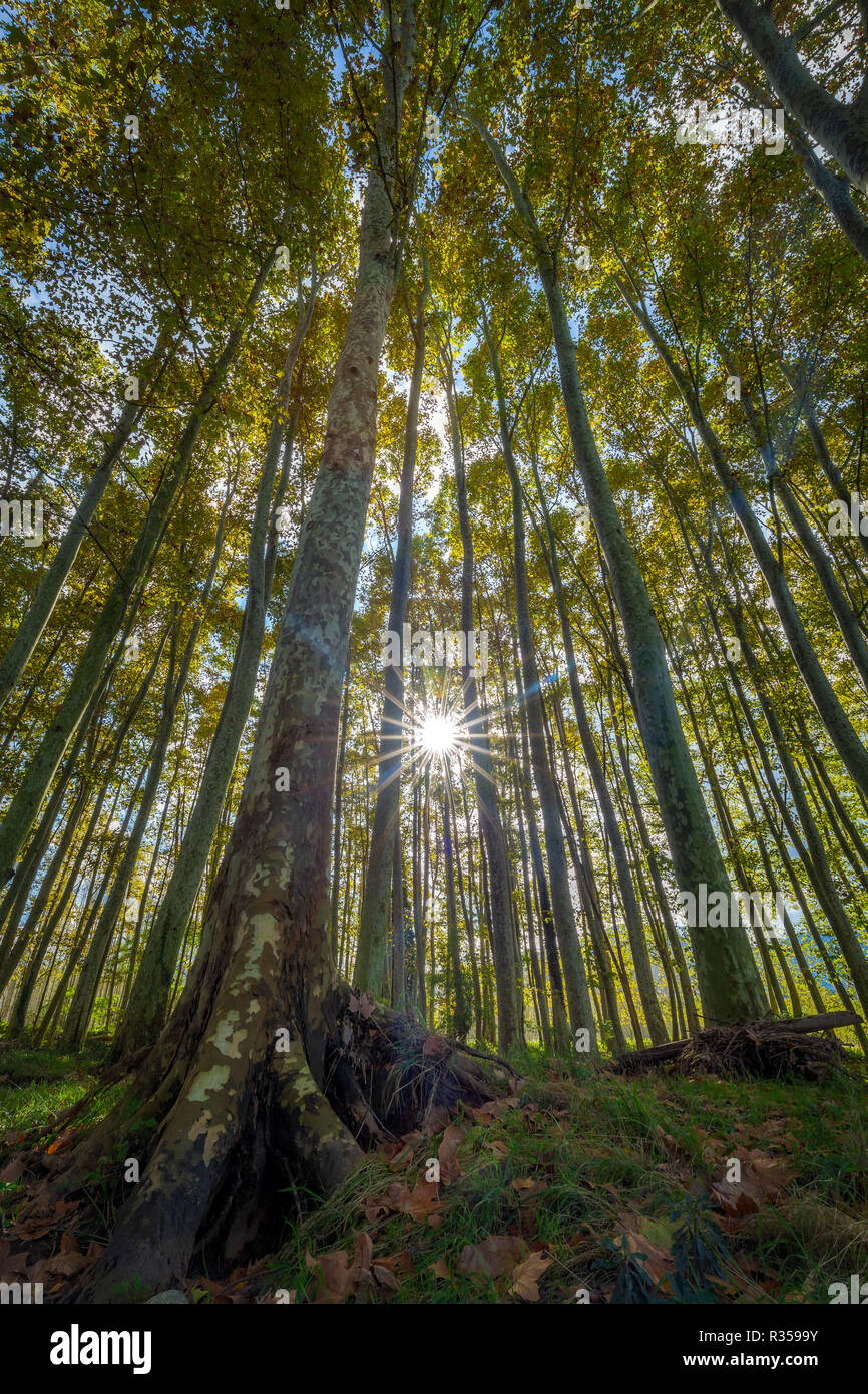Trunk of a poplar hi-res stock photography and images - Alamy