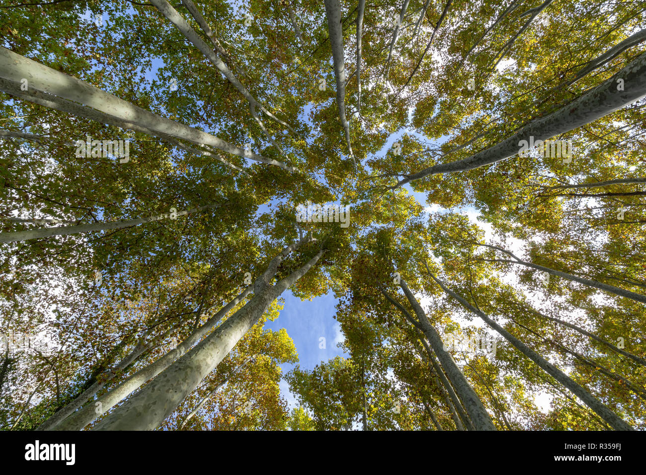 Tree from the bottom view hi-res stock photography and images - Alamy