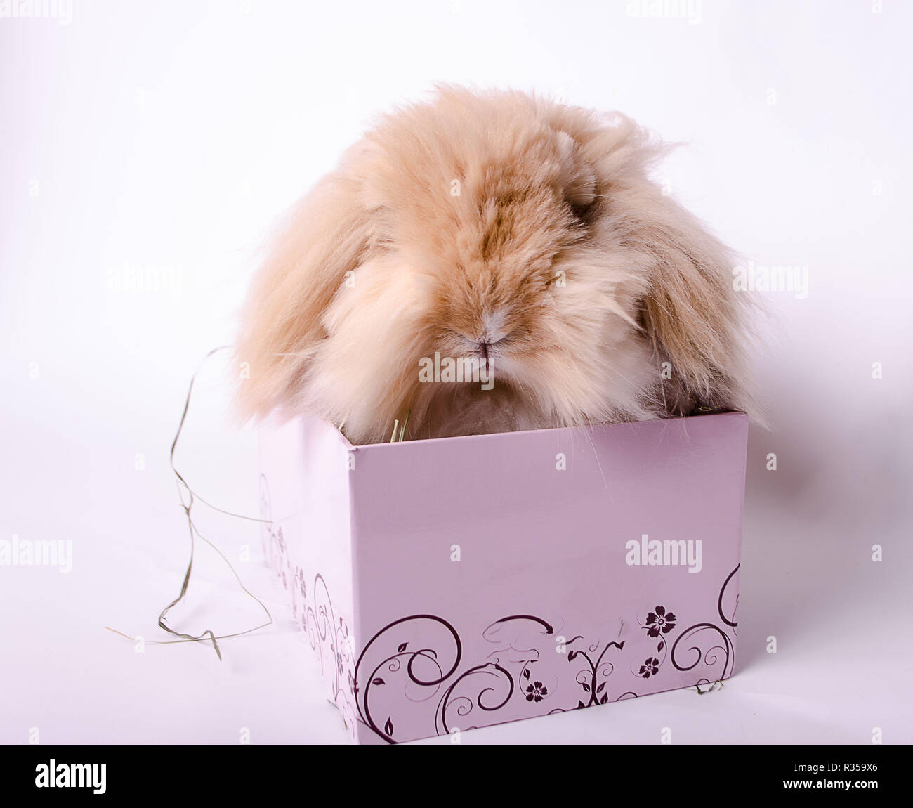 bunny in the box Stock Photo - Alamy