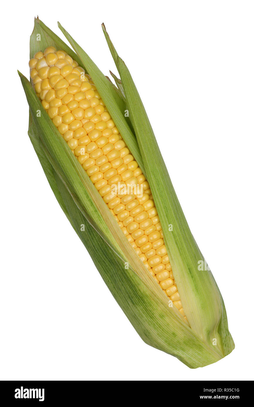 Maize plants Cut Out Stock Images & Pictures - Alamy