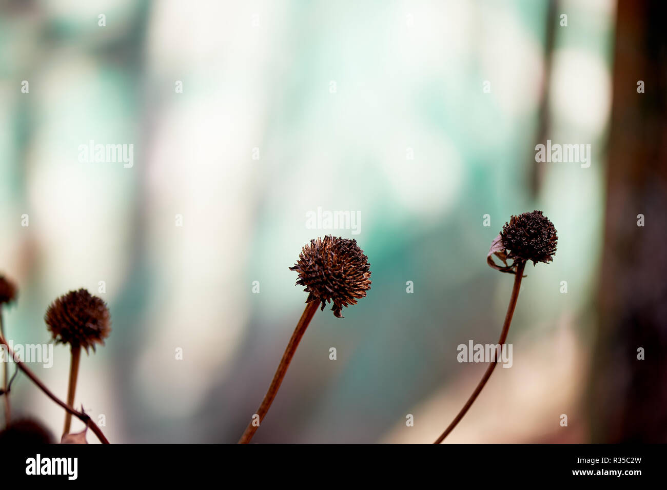 Dried flowers in nature on the background of a green house.Withering ...