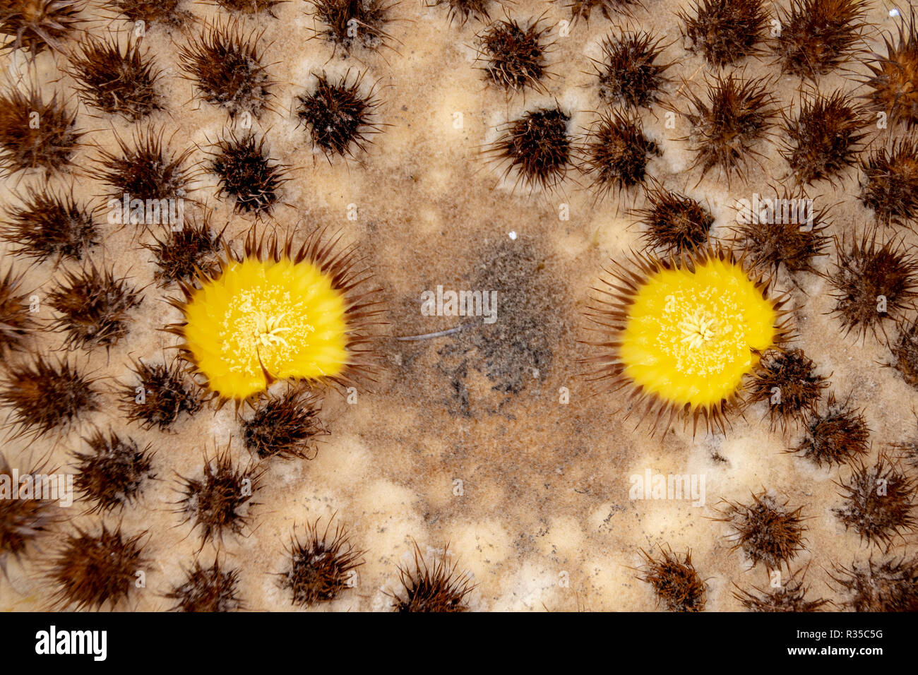 Circular flowers of a spherical cactus plant Stock Photo - Alamy