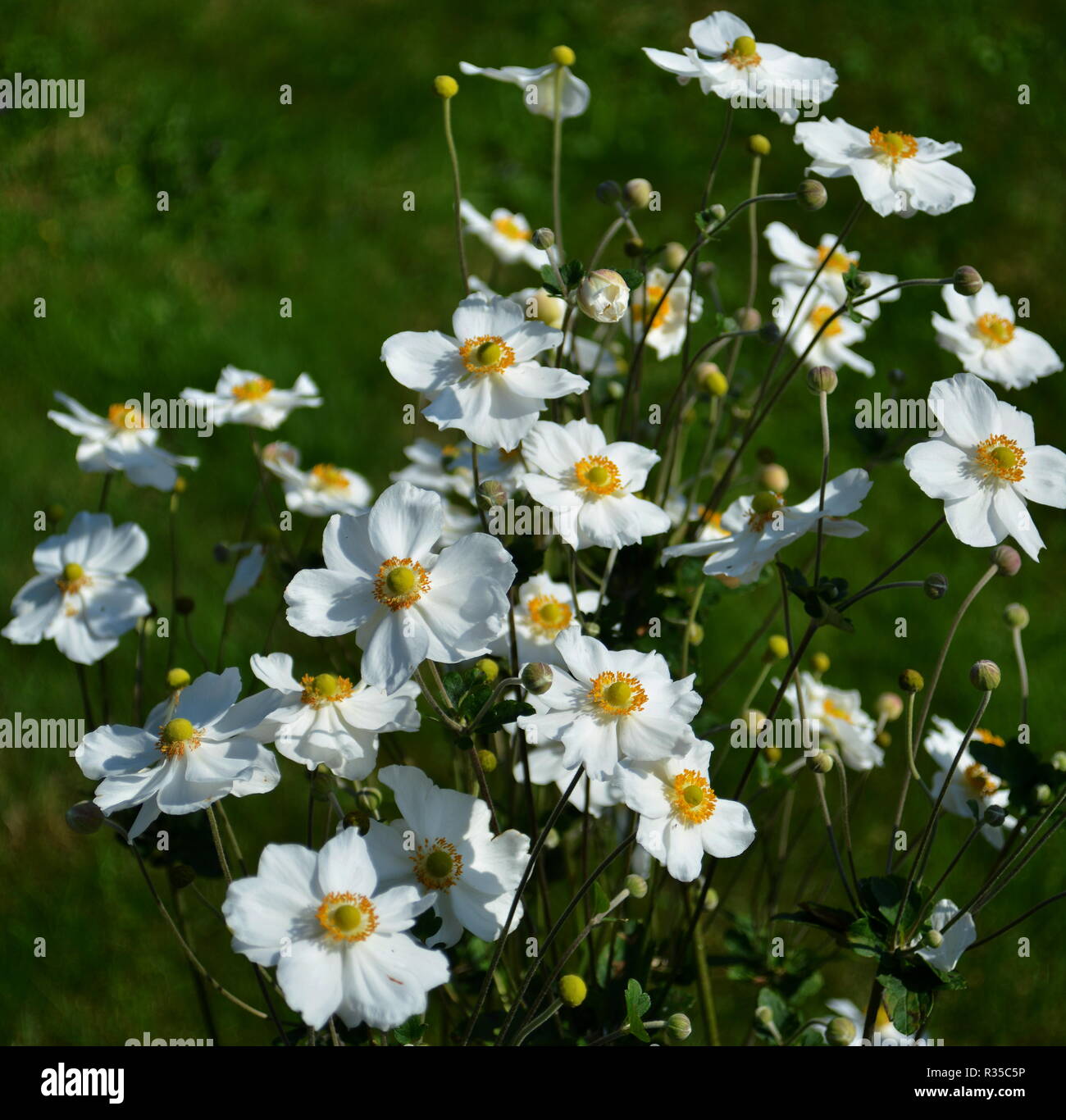 Fall anemones hi-res stock photography and images - Alamy