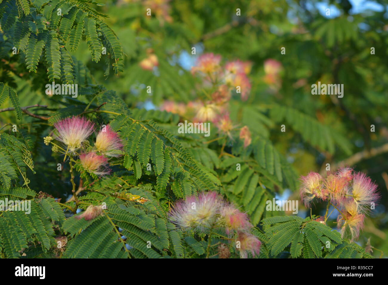 exotic flowers tree Stock Photo - Alamy