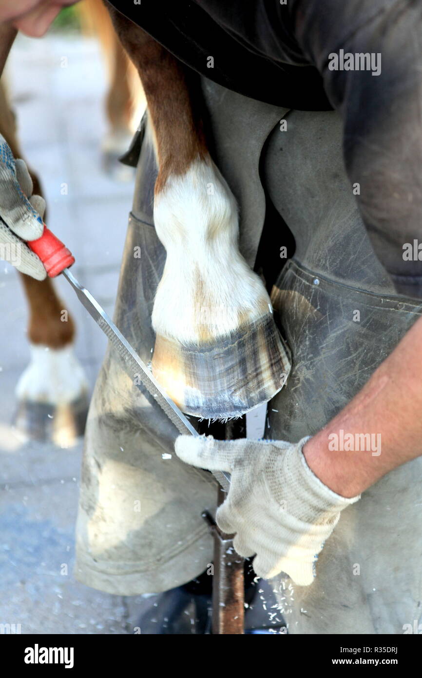 farrier at work Stock Photo - Alamy