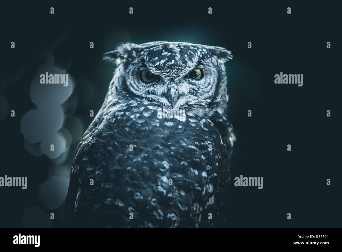 cute owl - dark mood style image Stock Photo - Alamy