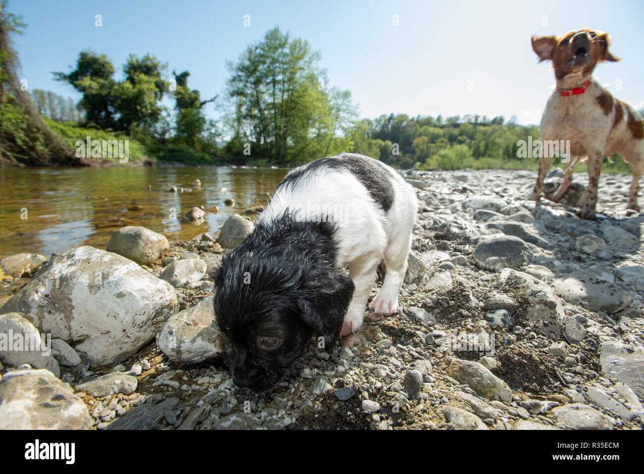 Puppy of brittany dog, epagneul breton, walk near the river Stock Photo ...