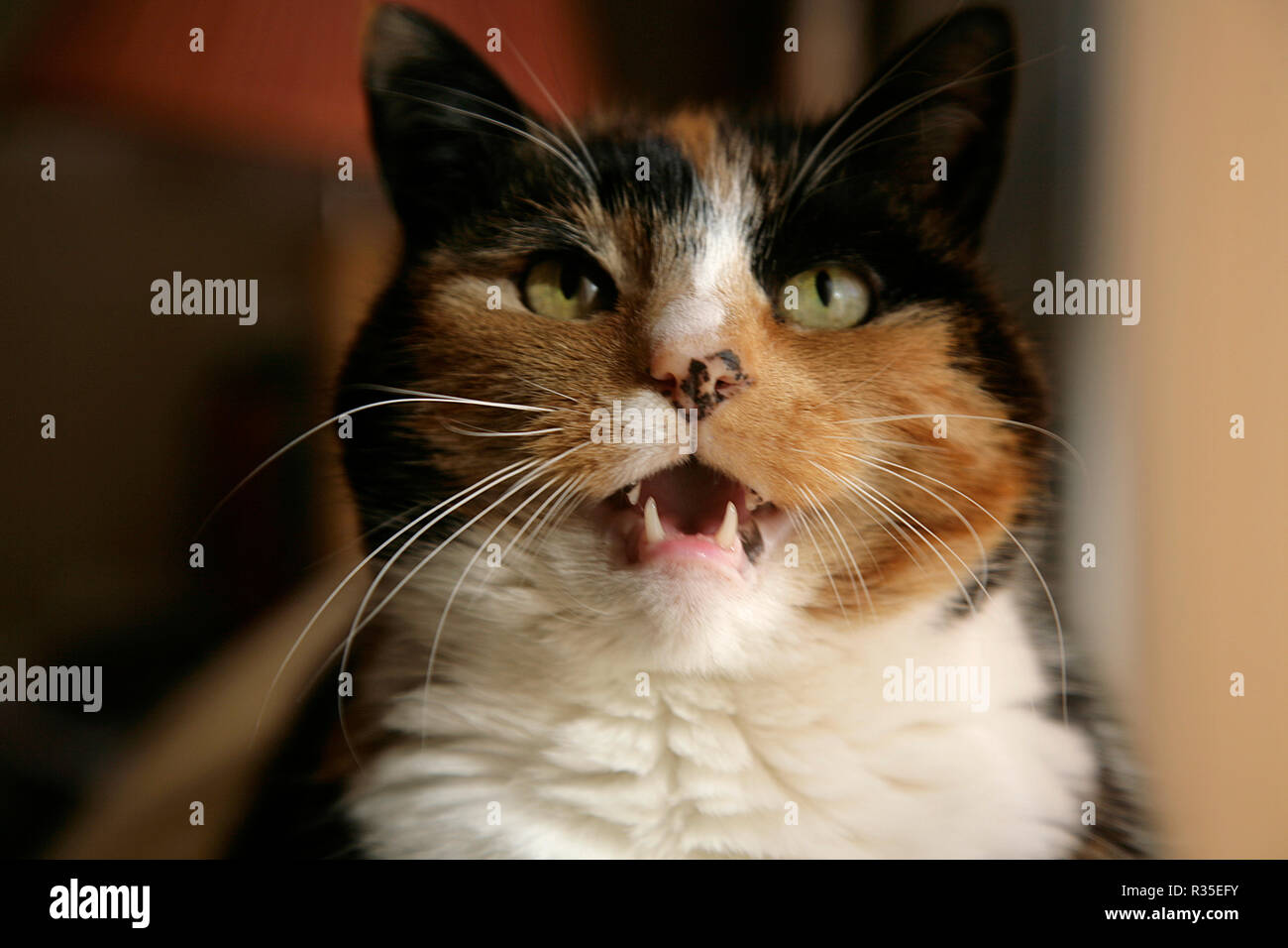 Animated cat hi-res stock photography and images - Alamy
