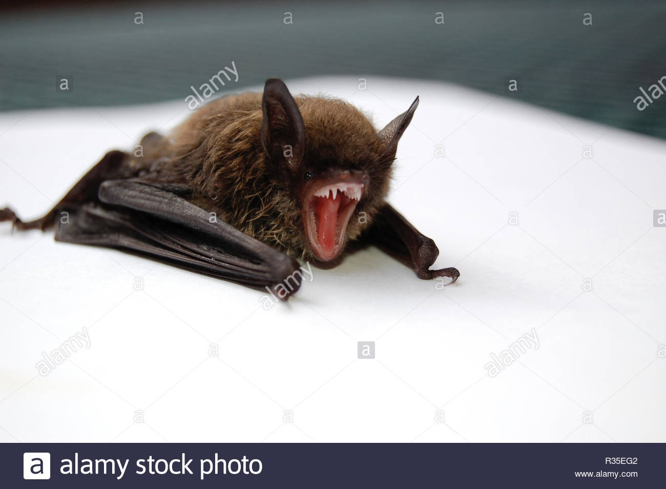 Bat Ears Close Up Stock Photos & Bat Ears Close Up Stock Images - Alamy
