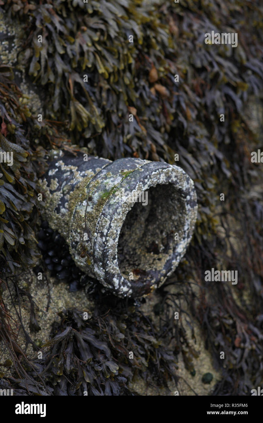 Seaweed and waste pipe at low tide on seawall Stock Photo - Alamy