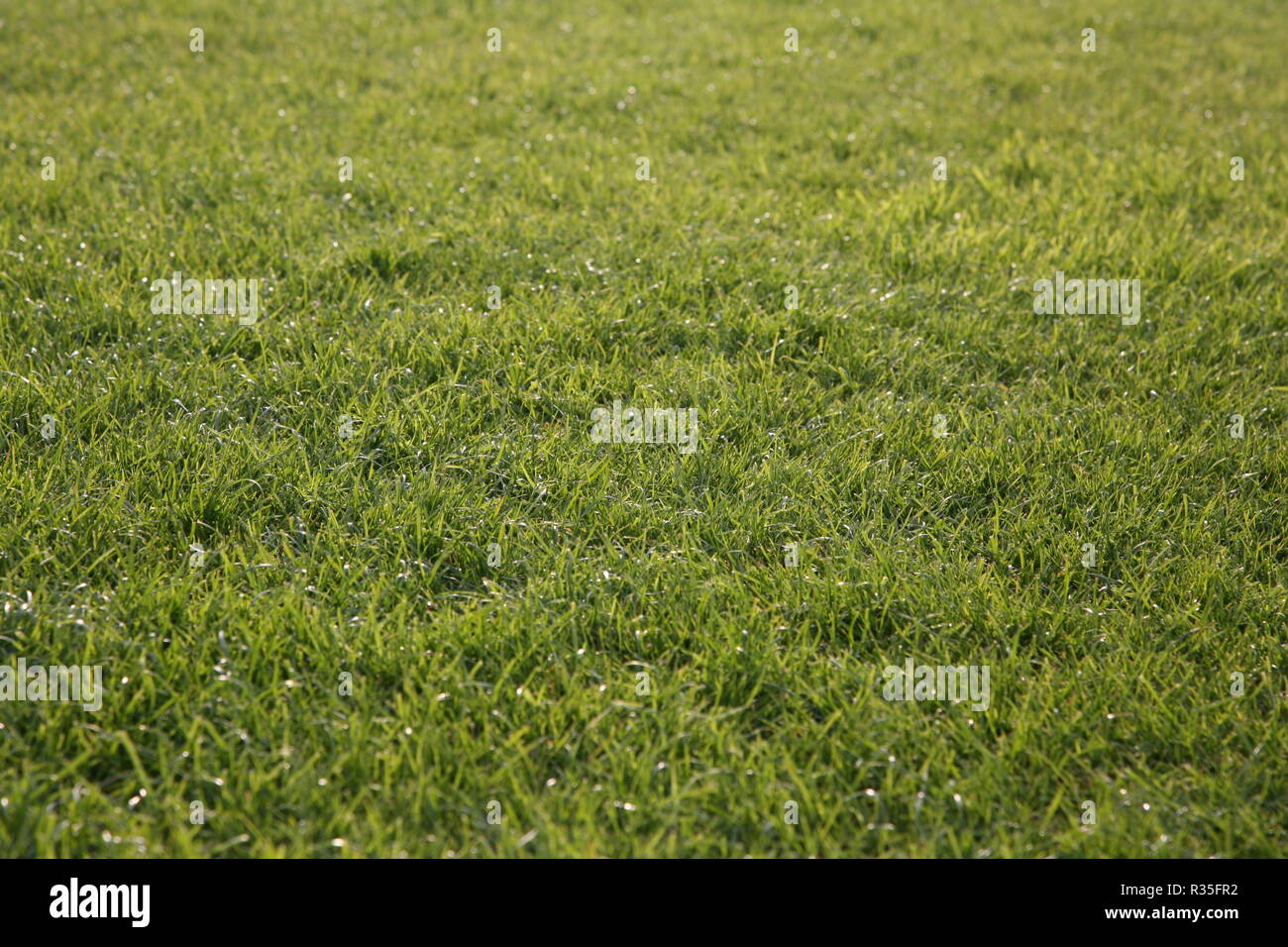 Section of lawn Stock Photo - Alamy