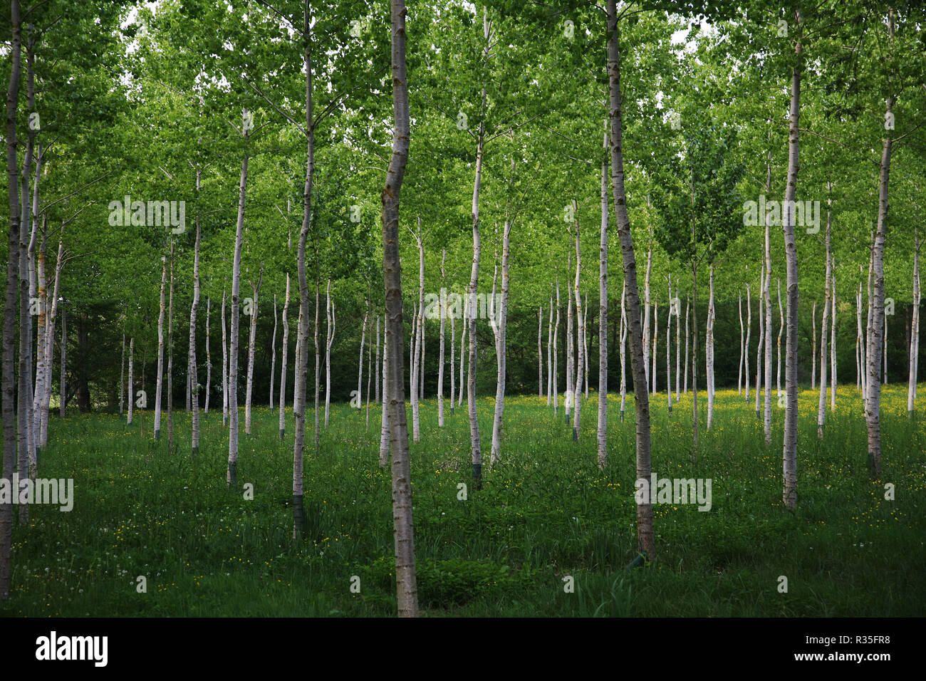 Forest of birch trees Stock Photo - Alamy