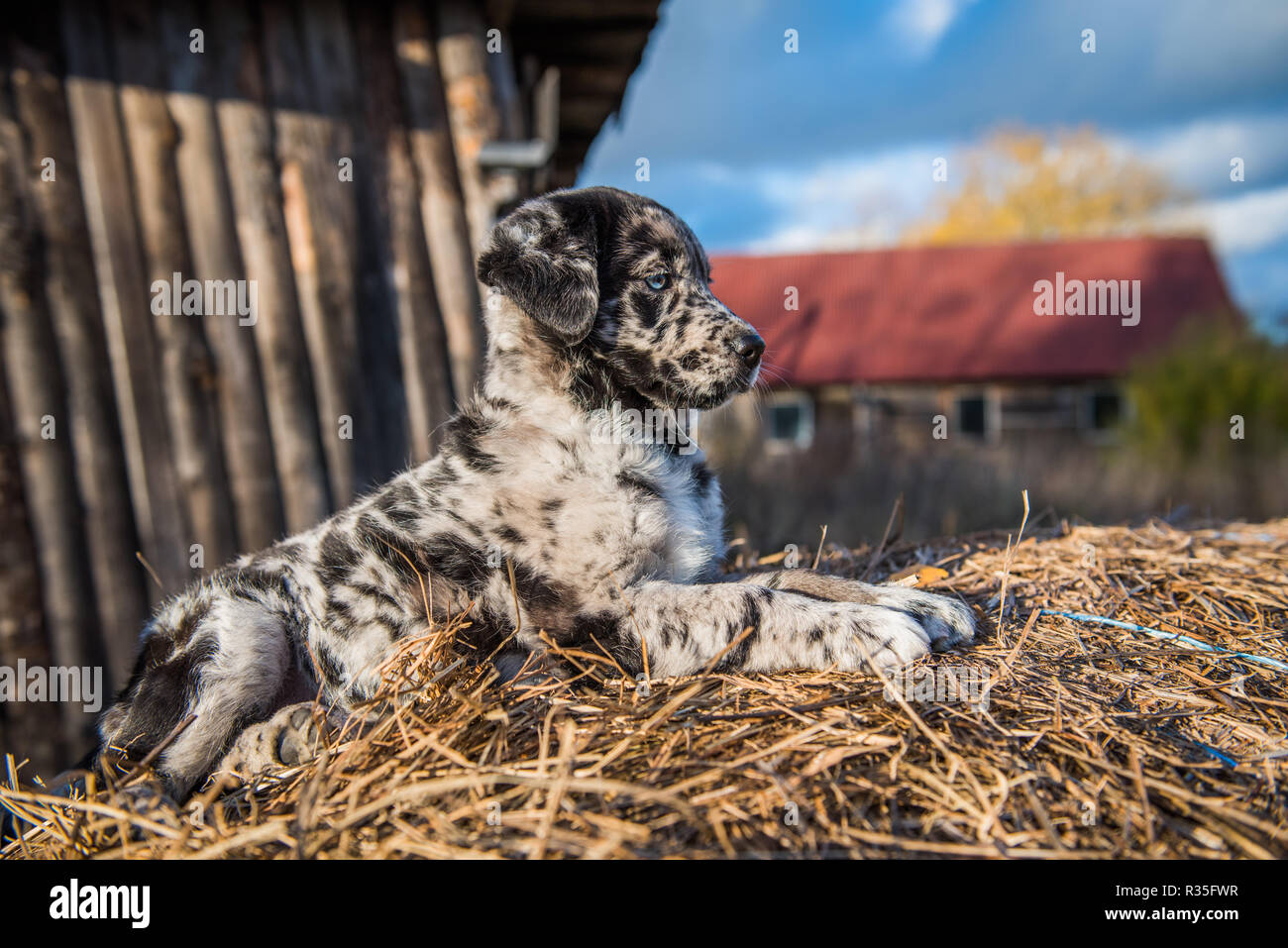 Cute Labrador puppy dog with different color eyes Stock Photo - Alamy