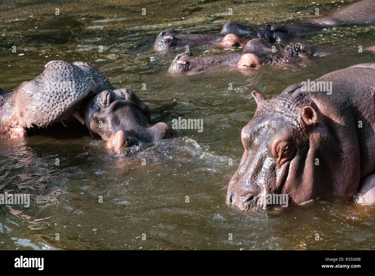 Hippo family hi-res stock photography and images - Alamy