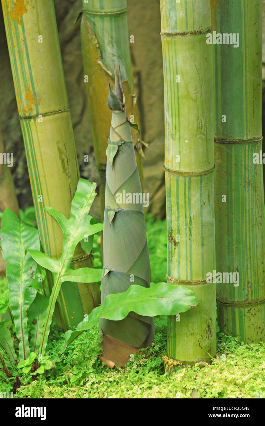 Offshoot branch hi-res stock photography and images - Alamy