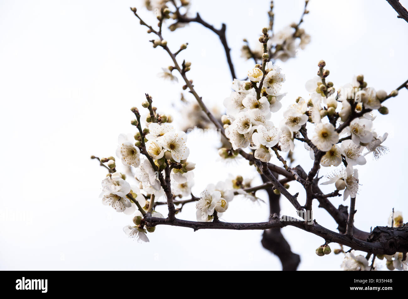 Japanese plum flowers hi-res stock photography and images - Alamy