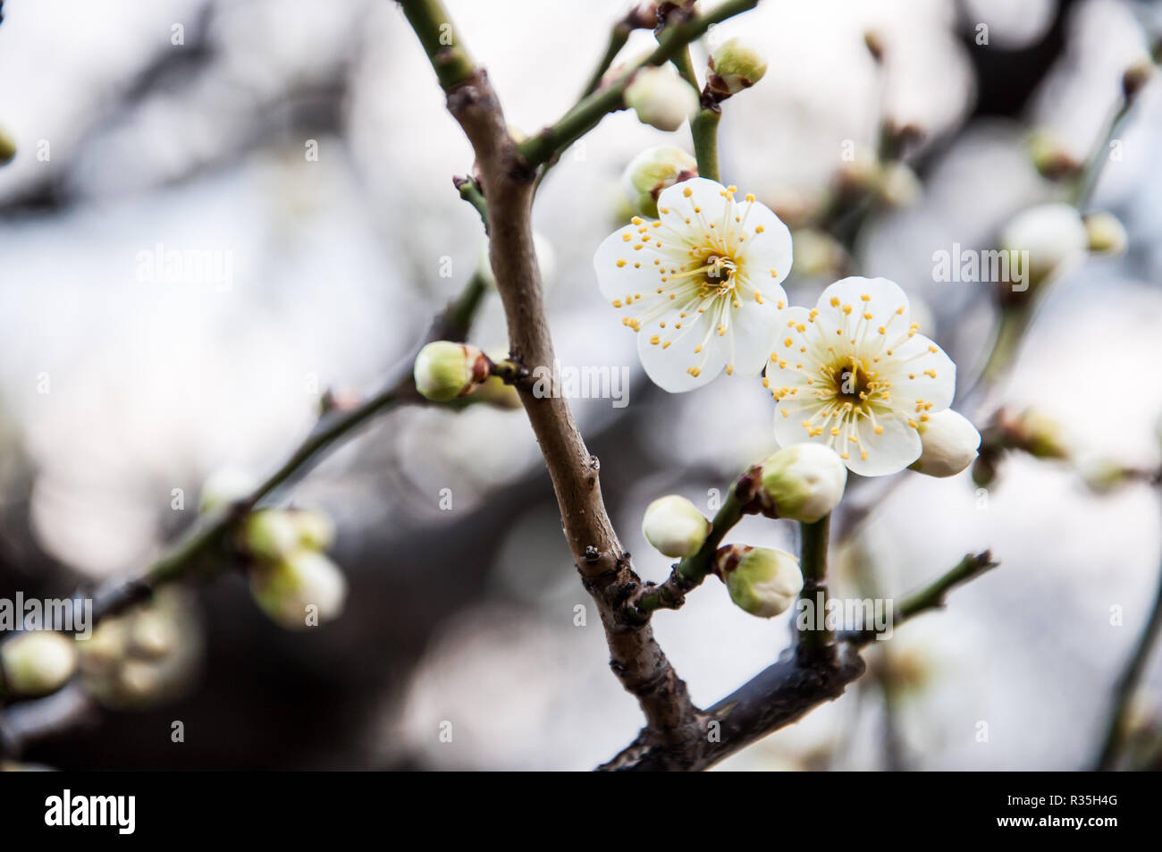 Japanese plum flowers hi-res stock photography and images - Alamy