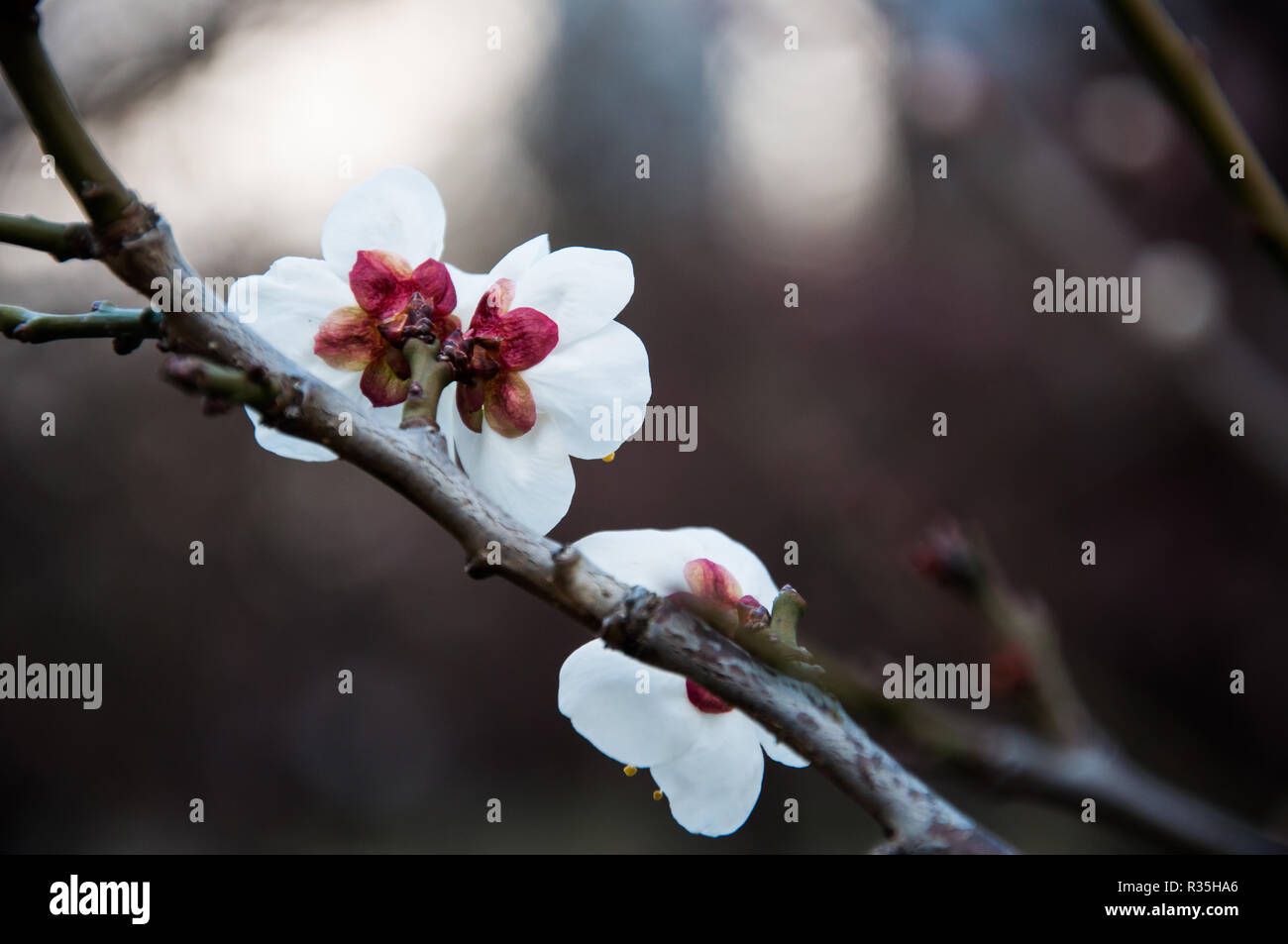 Japanese plum flowers hi-res stock photography and images - Alamy