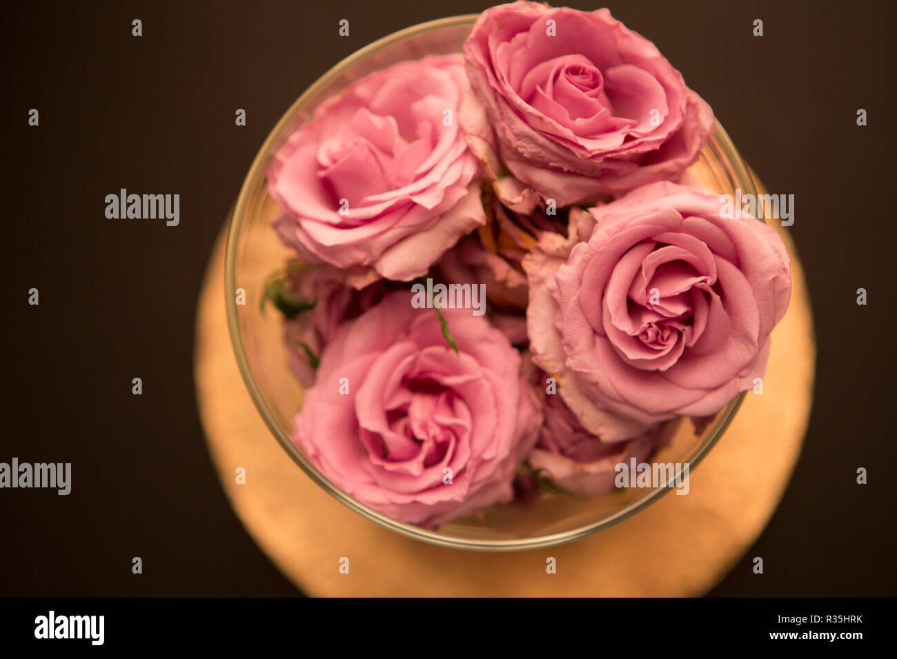 Pink and purple roses hi-res stock photography and images - Alamy