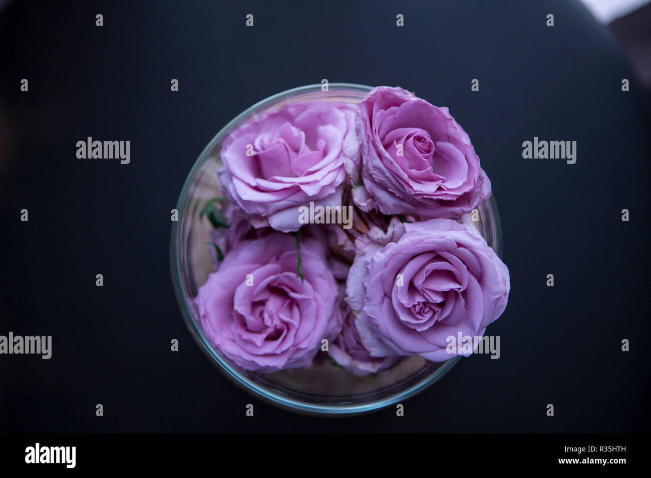 Pink purple roses hi-res stock photography and images - Alamy