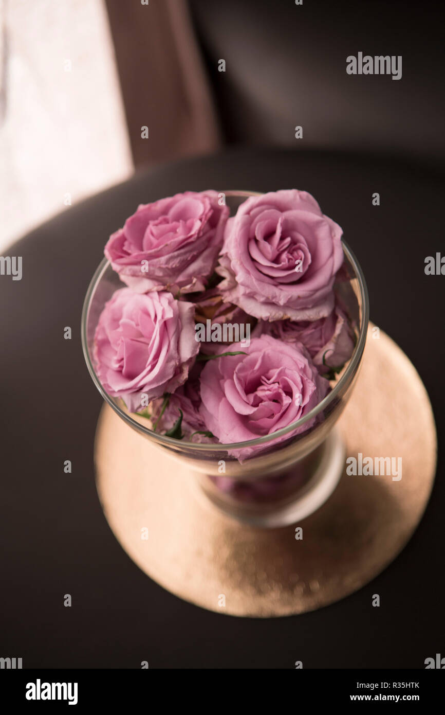 Pink purple roses hi-res stock photography and images - Alamy