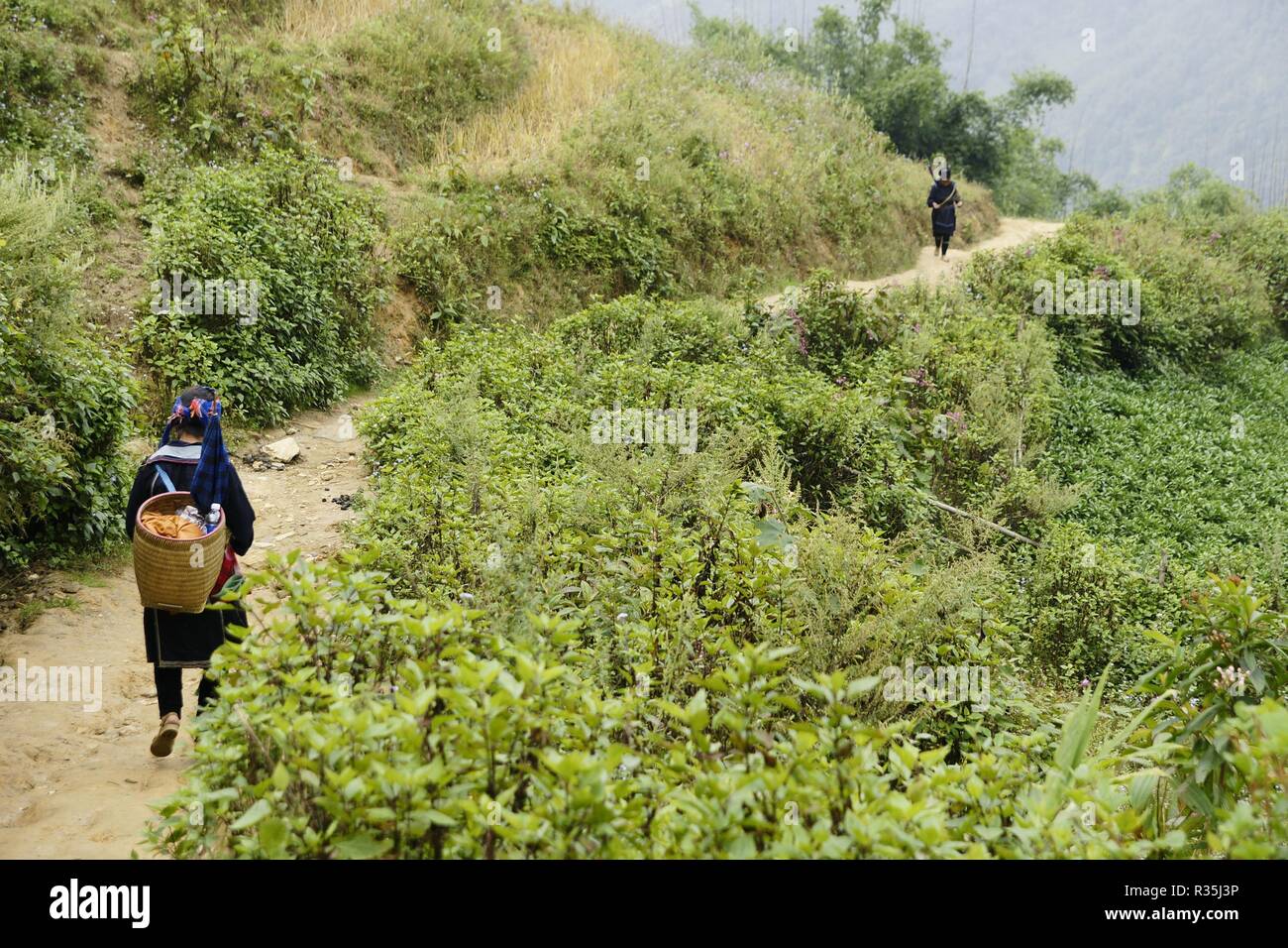 Traditional Vietnamese farmers cultivating rice in Asian fields Stock ...