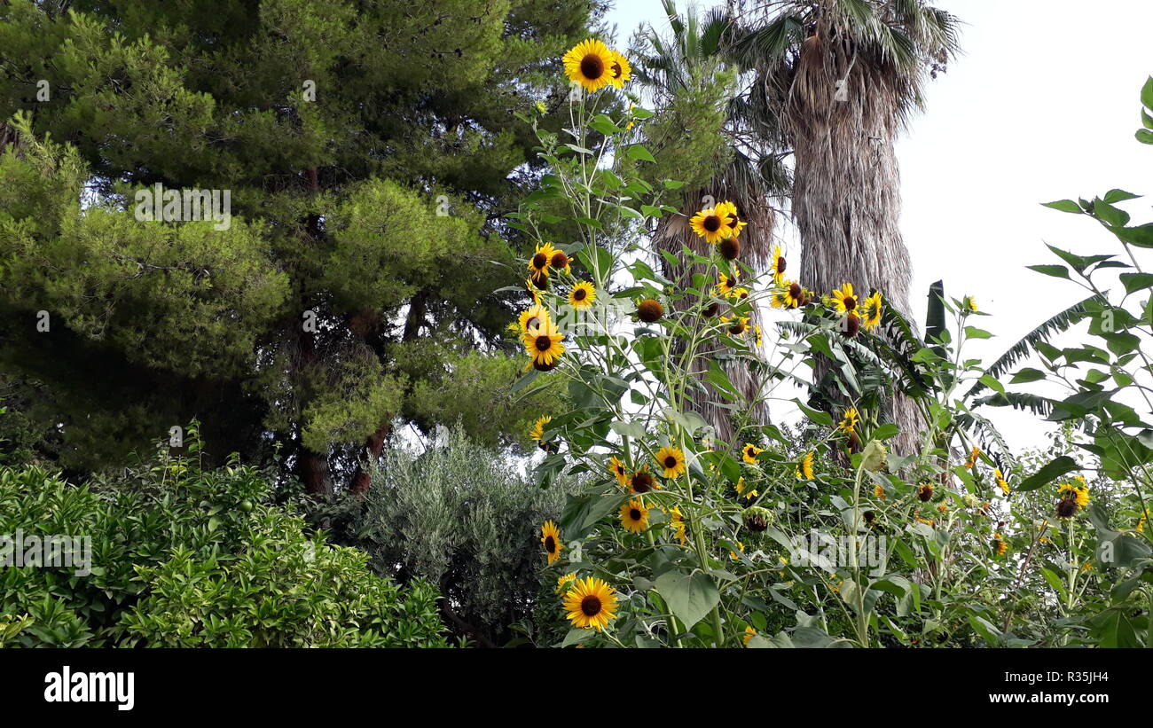 Very tall sunflowers shining in the sun Stock Photo - Alamy
