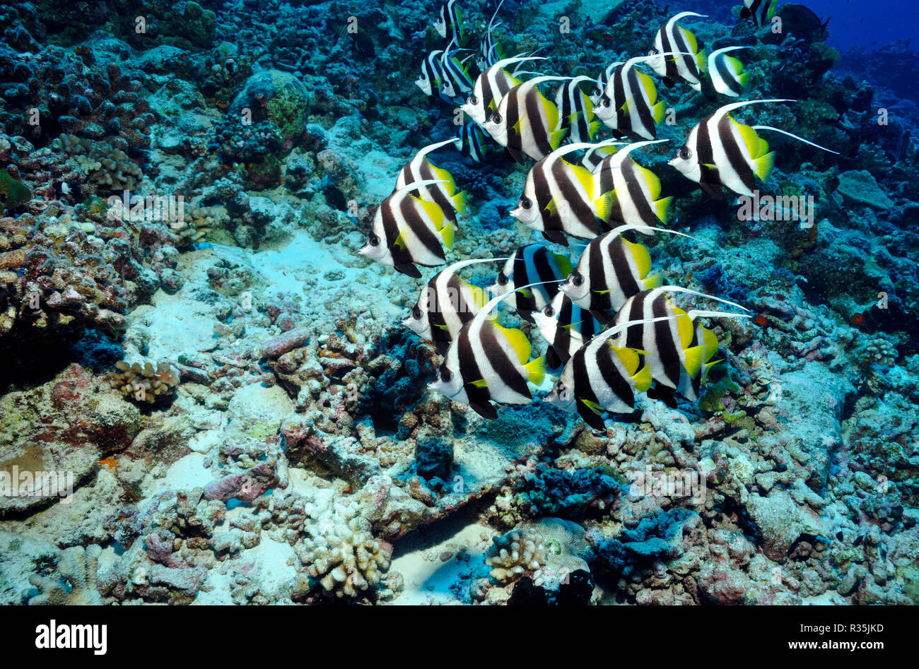 Wimpelfische hi-res stock photography and images - Alamy