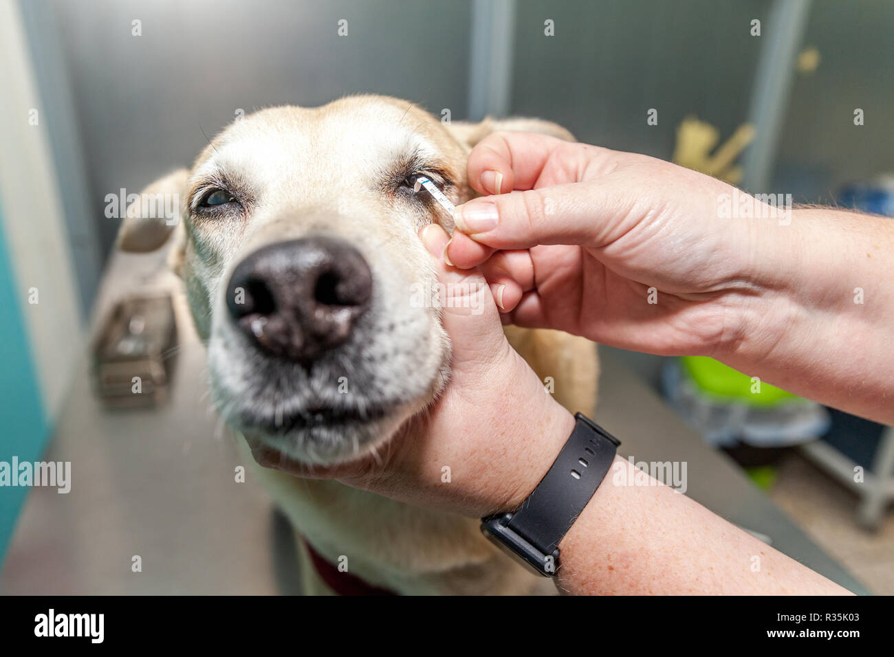 Dog eye test hi-res stock photography and images - Alamy