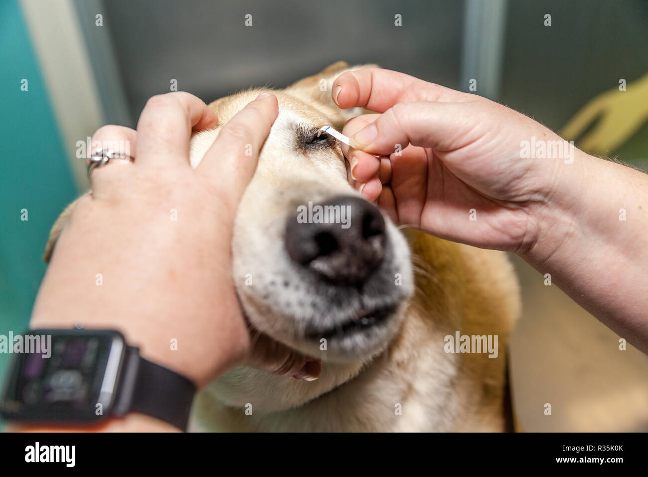 Dog being done the Schirmer's test by a vet Stock Photo - Alamy
