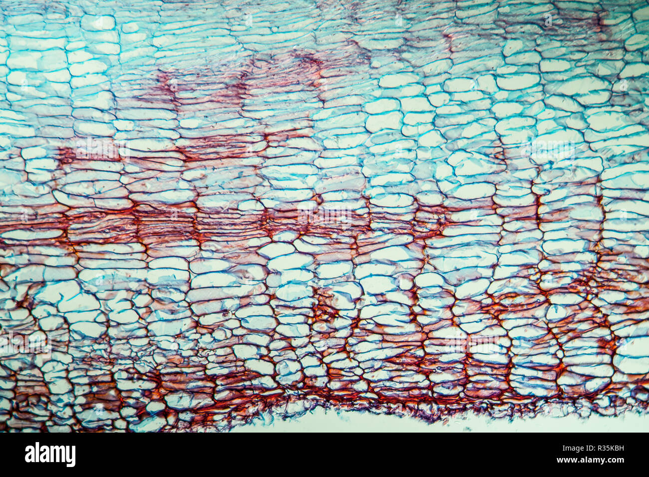 Plant root cells hi-res stock photography and images - Alamy
