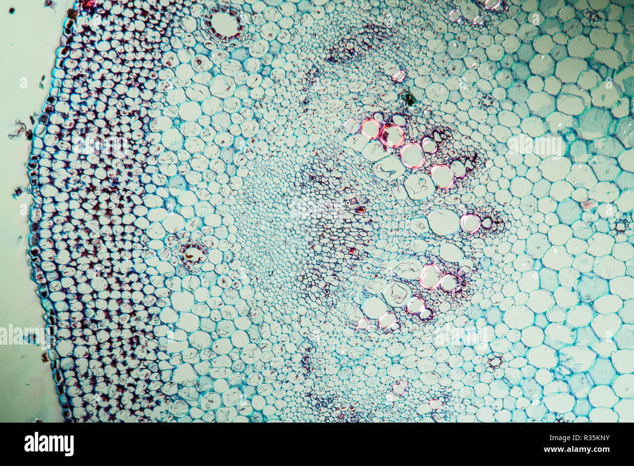 Sunflower tissue hi-res stock photography and images - Alamy