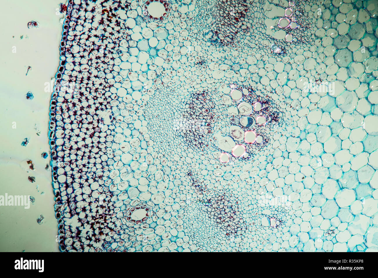 Sunflower tissue hi-res stock photography and images - Alamy