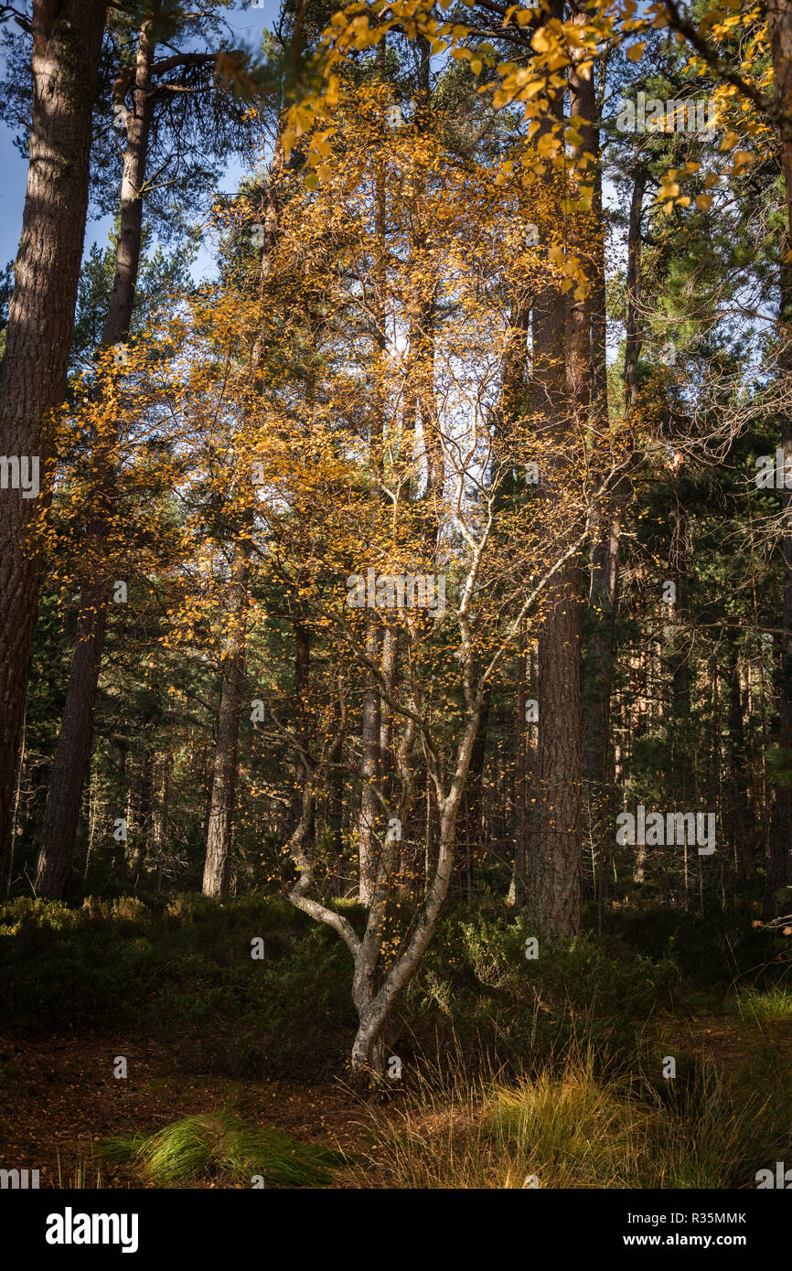 Forestry scotland branches hi-res stock photography and images - Alamy