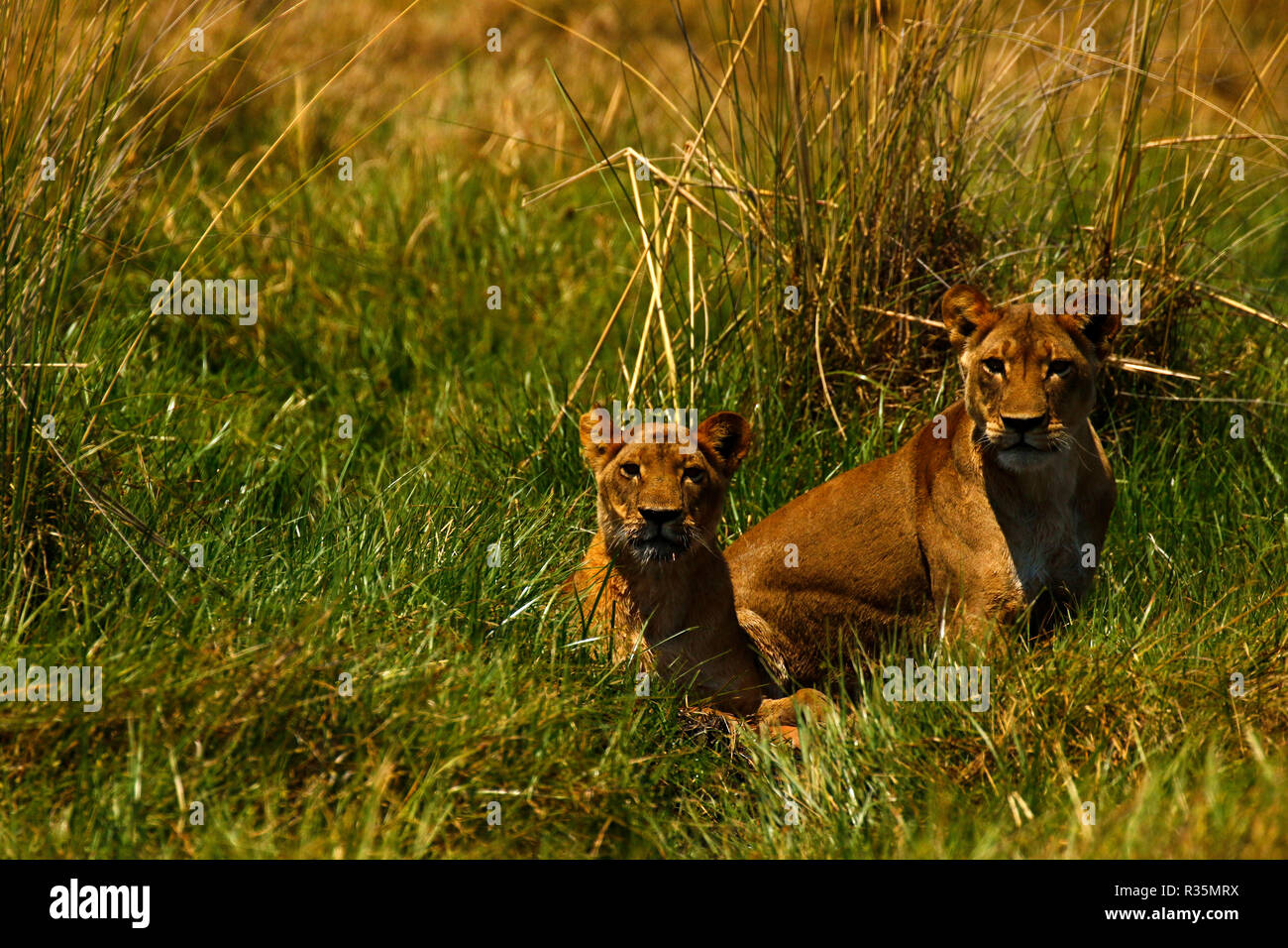 Lions great hunters and a sociable animals Stock Photo - Alamy