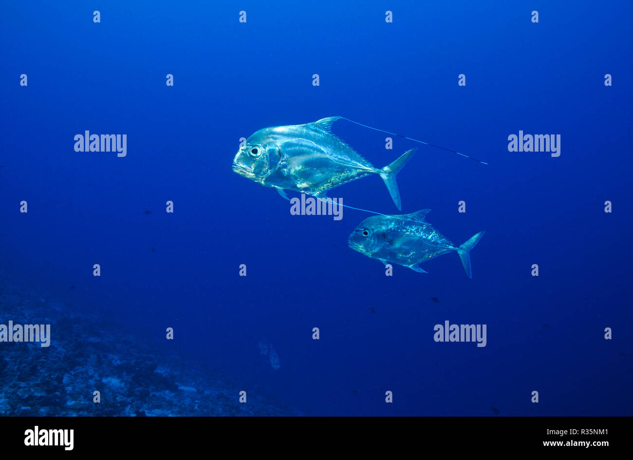 African pompano hi-res stock photography and images - Alamy