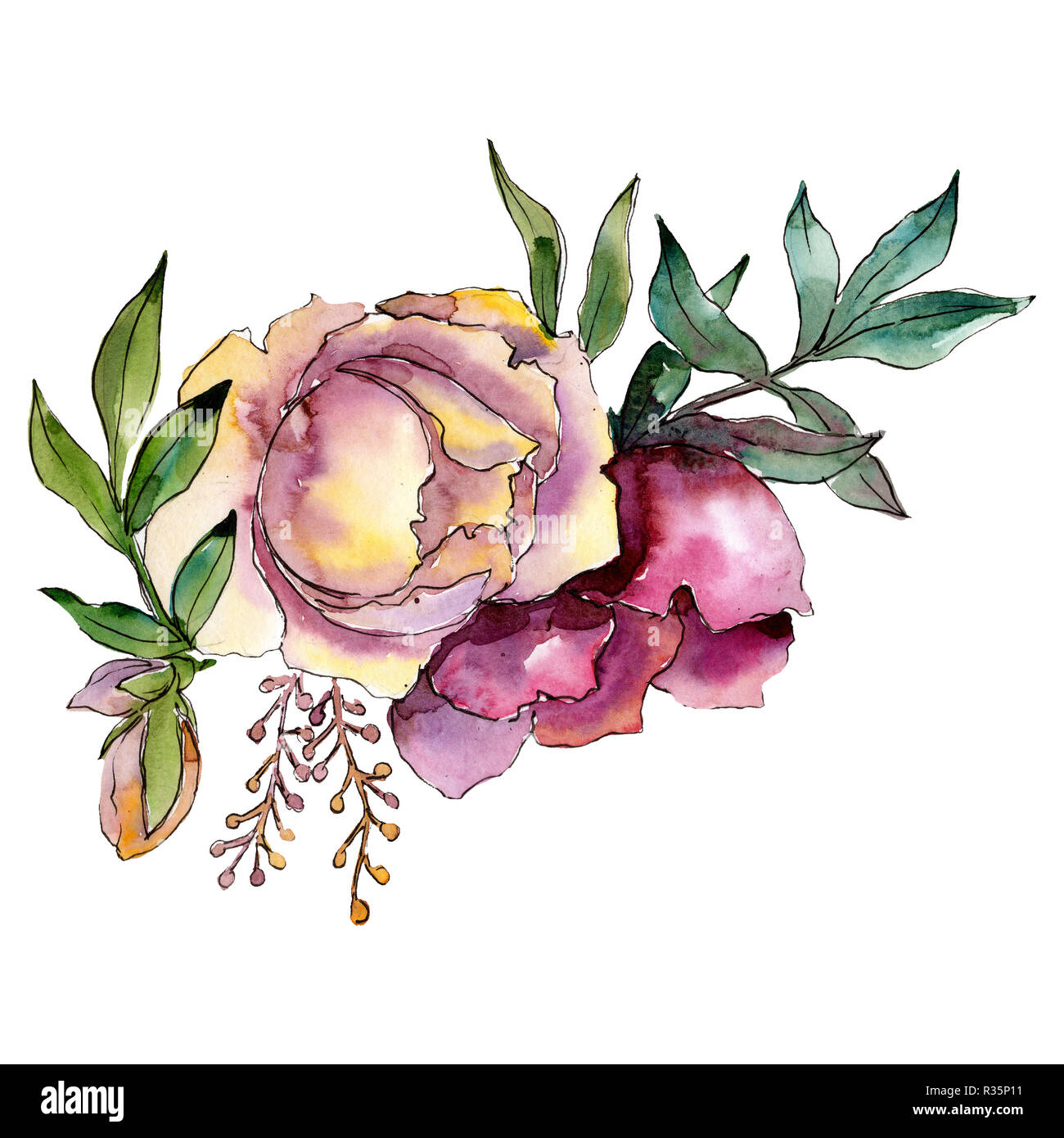 Purple peony flowers with green leaves. Isolated bouquet illustration ...