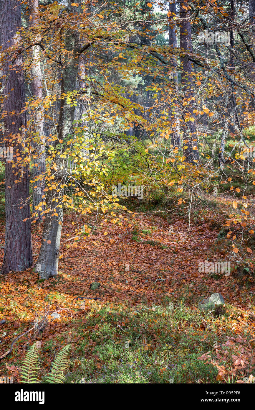 Woodland glade in scottish highlands hi-res stock photography and ...