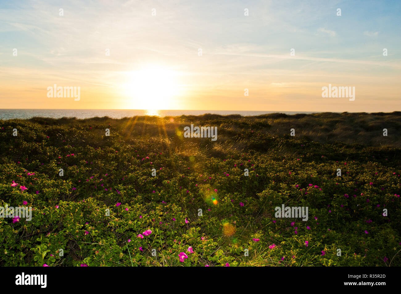 sunset flower field Stock Photo - Alamy